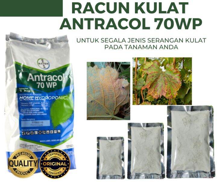 RACUN KULAT ANTRACOL 70WP / BAYER | Lazada