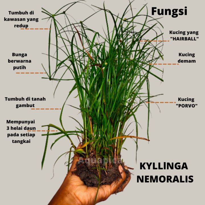 Rumput Helikopter/Rumput Pendul/ Rumput Parvo Untuk Kucing (BUNGA PUTIH ...