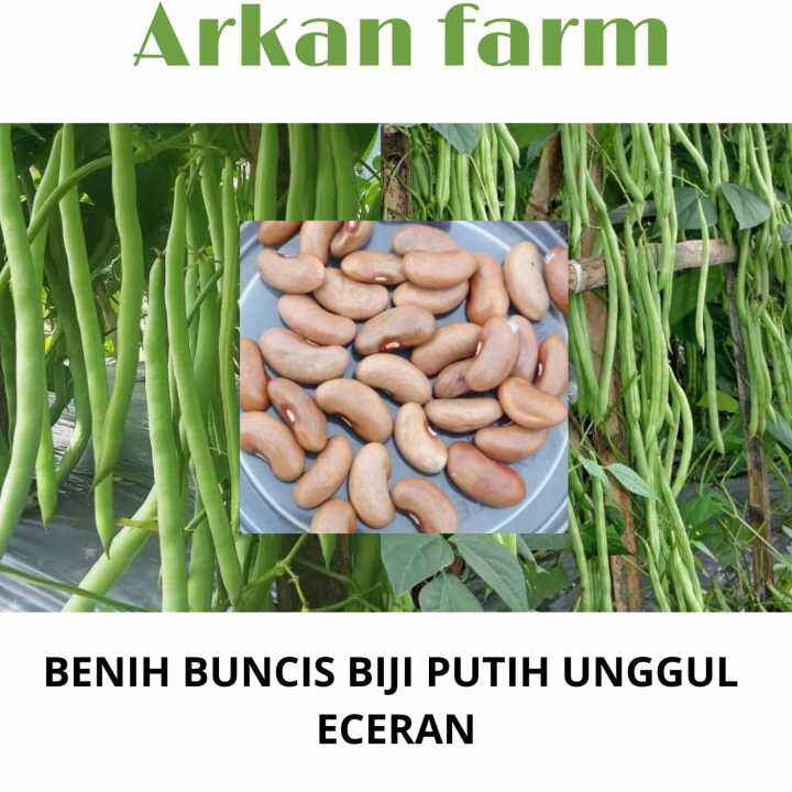 BENIH BUNCIS BIJI PUTIH UNGGUL ECERAN | Lazada Indonesia