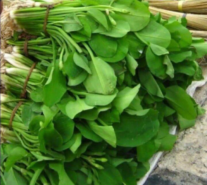 sayur genjer | Lazada Indonesia
