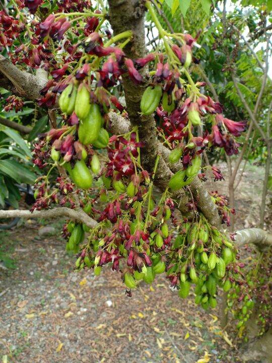 Biji Benih Belimbing Buluh 5 Seeds | Lazada