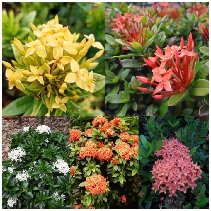 Bunga Ixora /Tanaman Hiasan/Ixora Flower/仙丹花 Chinese Ixora | Lazada
