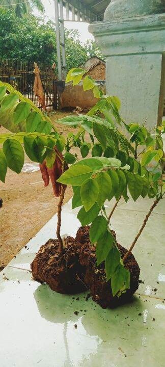 bibit pohon ceremai/cerme/cereme | Lazada Indonesia