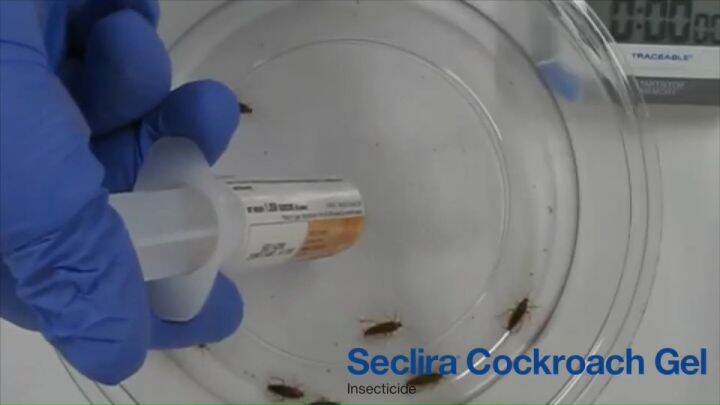 BASF Seclira® Cockroach Gel บีเอเอสเอฟ เซกลีรา เจล ยาฆ่าแมลงสาบ ชนิดเจล ...