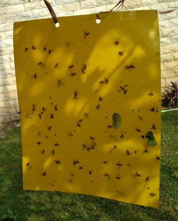 10 Sheet, Yellow Trap, Insect Glue, Perekat Hama Kuning, Lem Lalat Buah ...