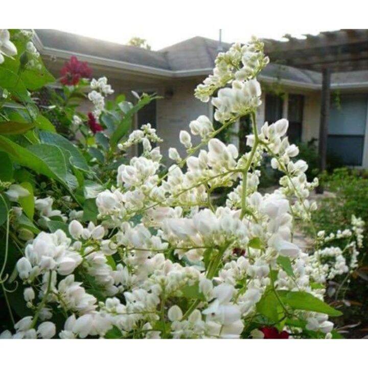 pokok bunga air mata pengantin putih berbau wangi ( REAL LIVE PLANT ...