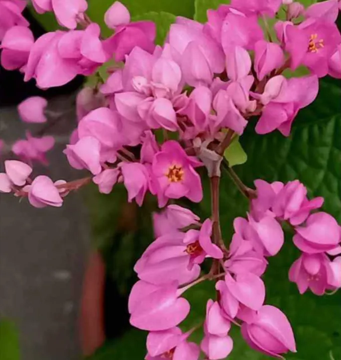 Pokok Bunga Air Mata Pengantin, Antigonon Leptopus, Mexican Creeper ...