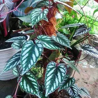 Daun Sirih Keraton Atau Sirih Raja Segar Per 500gram | Lazada Indonesia