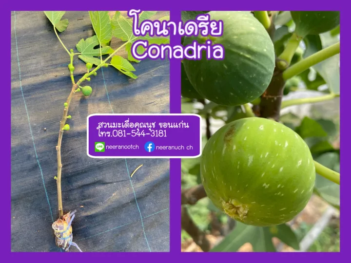 มะเดื่อฝรั่ง กิ่งตอนมะเดื่อฝรั่ง โคนาเดรีย conadria fig air layer ...