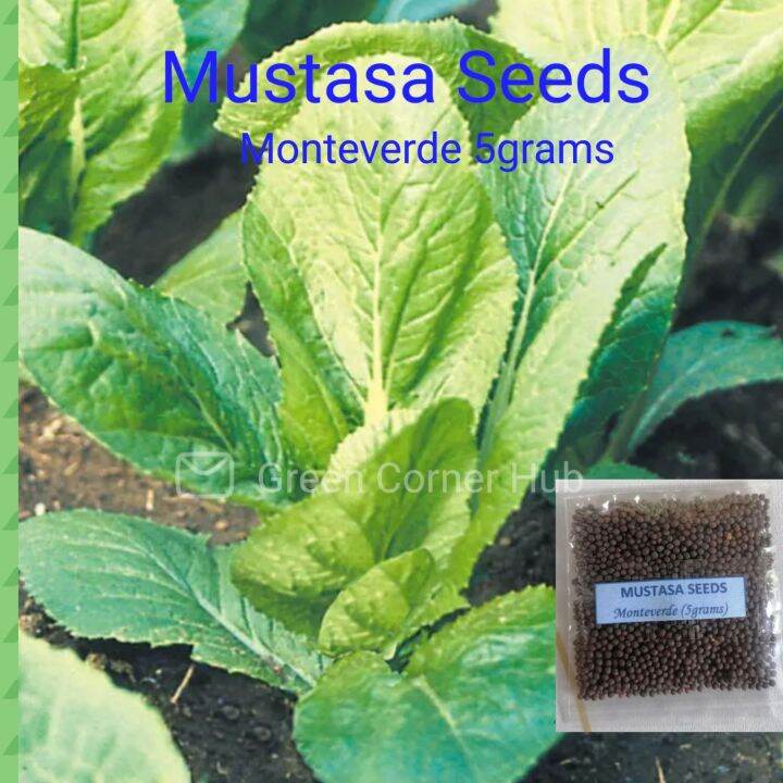 Mustasa Seeds (Monteverde /5grams) | Lazada PH