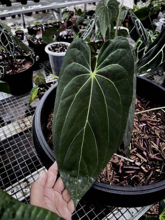 Anthurium Papillilaminum Legend（Selfing/x self）🏴 | Lazada