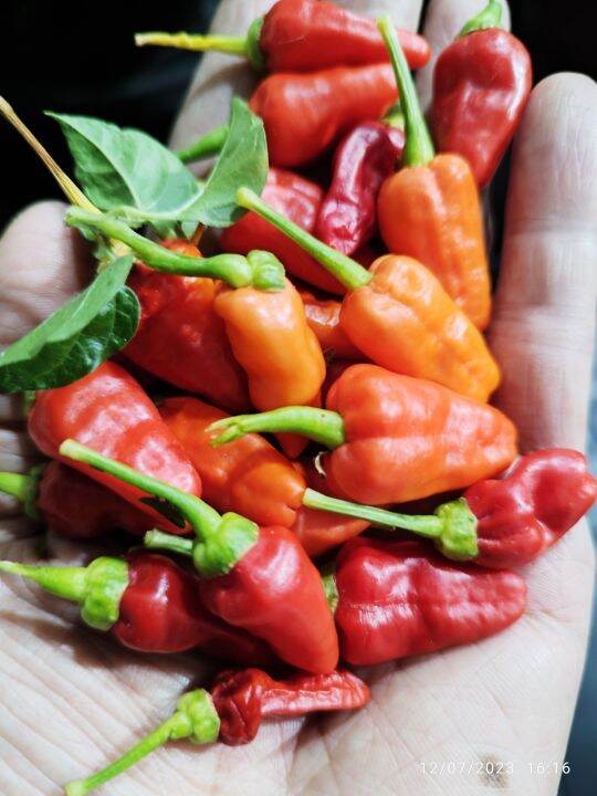 Siling Demonyo Seeds (10seeds per pack) | Lazada PH