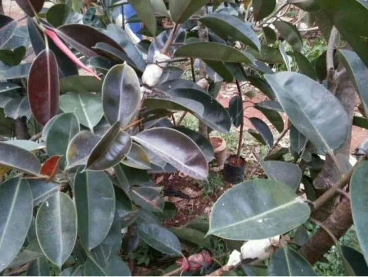 daun karet kebo segar /per 25 lembar | Lazada Indonesia