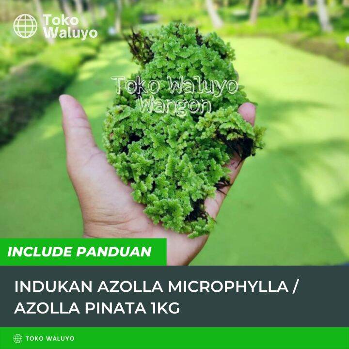 Bibit Indukan Azolla Microphylla / Azolla Pinata 1 Kg | Lazada Indonesia