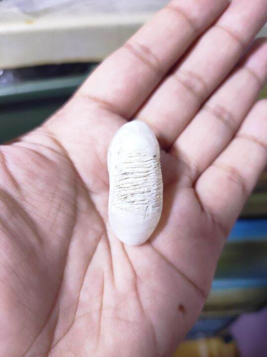 Mutya ng Linta Original with free pouch | Lazada PH