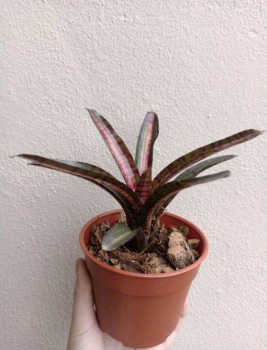 Mini Bromeliad Series ( Bromeliad Murah ) without pot - Tiger Cub ...