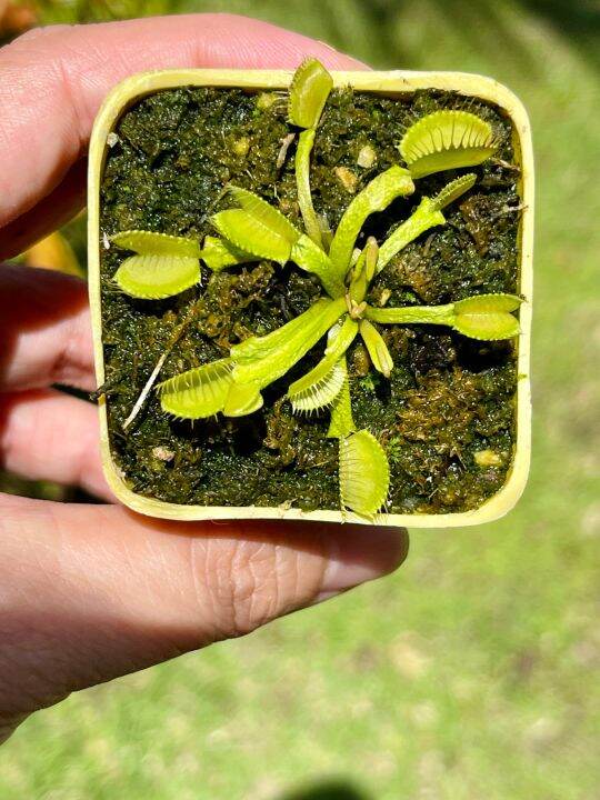 Shenron - Venus flytrap / fly trap | Lazada PH