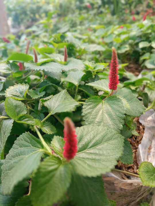 tanaman bunga ulat merah | Lazada Indonesia