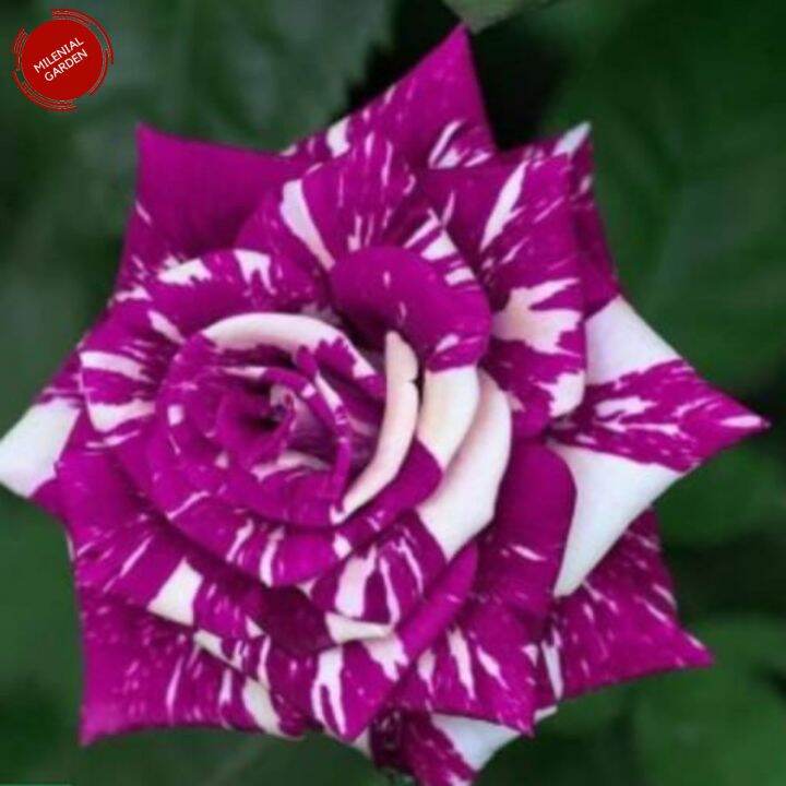 Mawar Batik Abra tanaman hias bunga Mawar | Lazada Indonesia