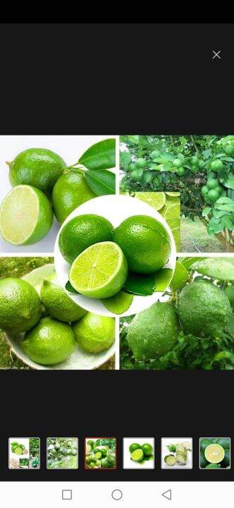 Anak pokok Lemon Hijau/Seedless Green Lemon Plant0 | Lazada