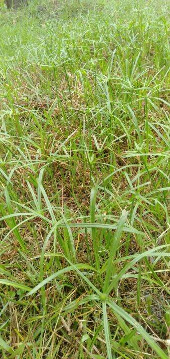 Rumput helikopter / mata lalat / kucing parvo /porvo pendul herba ...