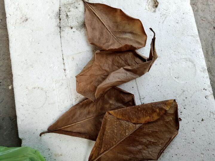 talisay 4 pcs | Lazada PH