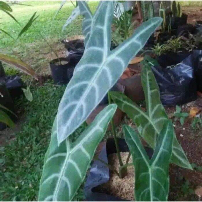 pokok Keladi Candik / Alocasia Longiloba KAMPUNG | Lazada