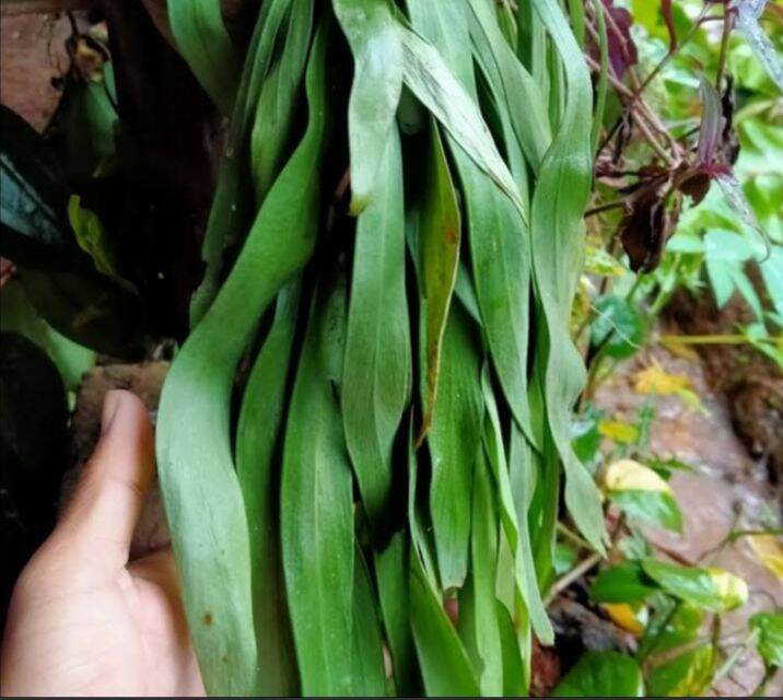 tanaman kumpai dasi terlengkap berbagai ukuran | Lazada Indonesia