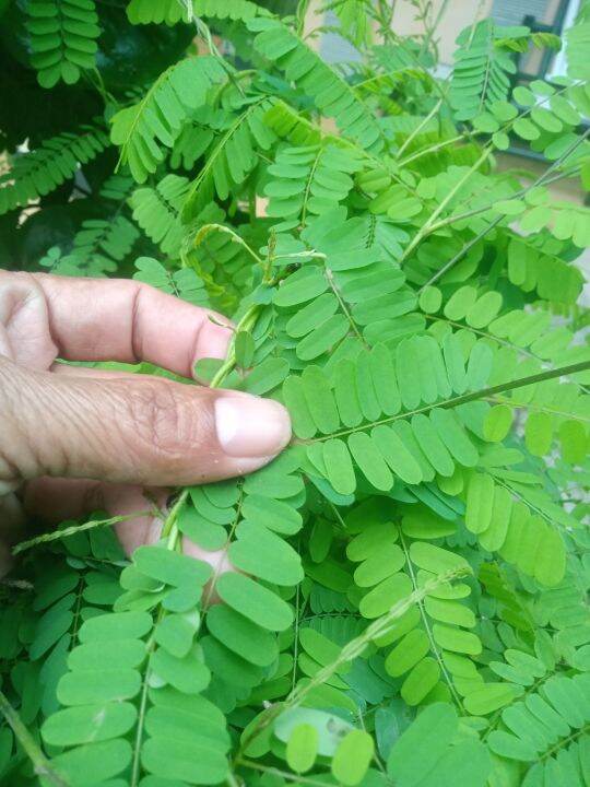 Daun Saga Herbal Batuk Alami 100 gr | Lazada Indonesia