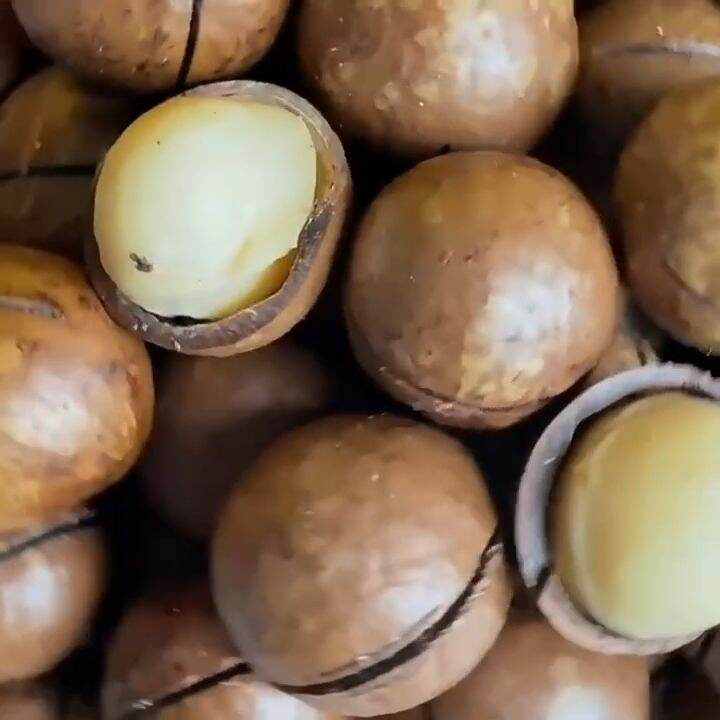 Macadamia Nuts Healthy weight loss Roasted Macadamia Nuts Healthy Nuts ...