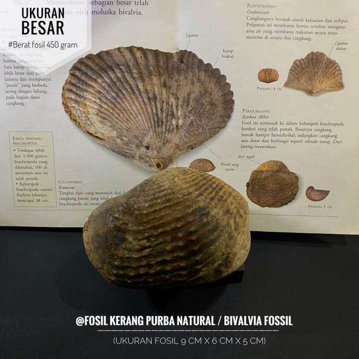 Fosil Kerang Purba Natural B1 atau Fosil Keong atau Fosil Bivalvia atau ...