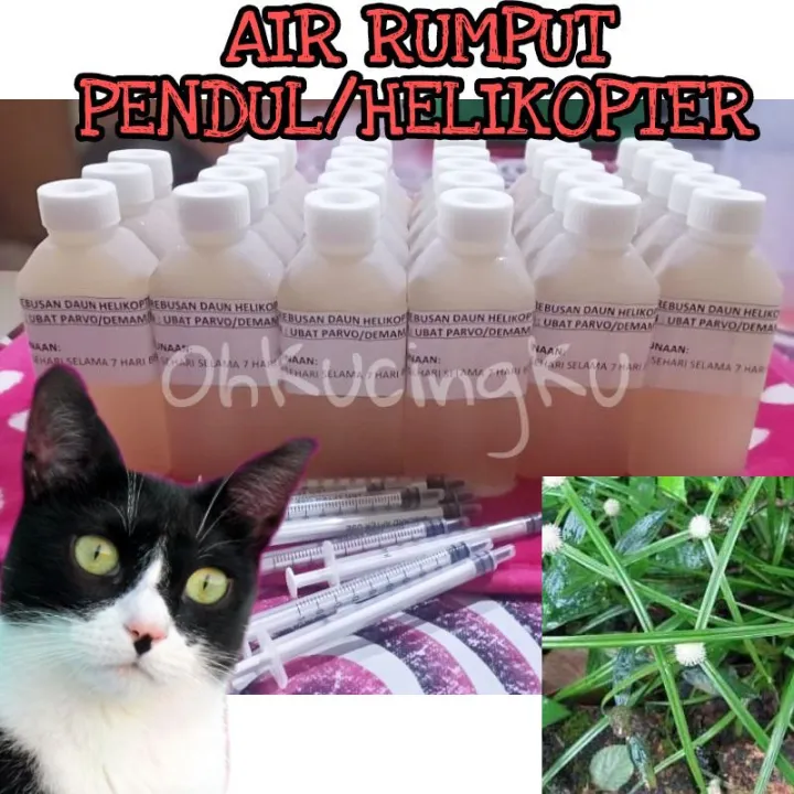 AIR REBUSAN DAUN PENDUL/RUMPUT HELIKOPTER (PARVO,DEMAM, SELSEMA) | Lazada
