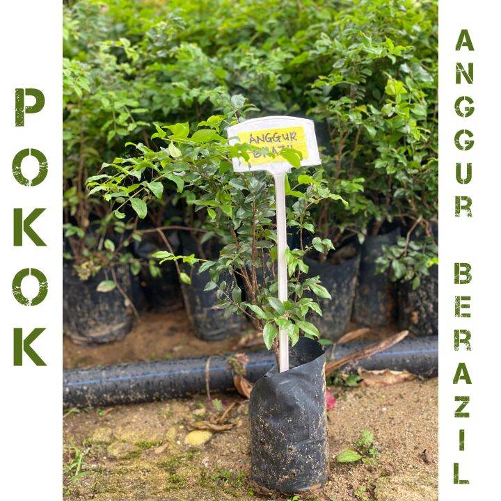 Pokok Anggur Berazil ( jabuticaba ) / Bibit anggur berazil thai | Lazada