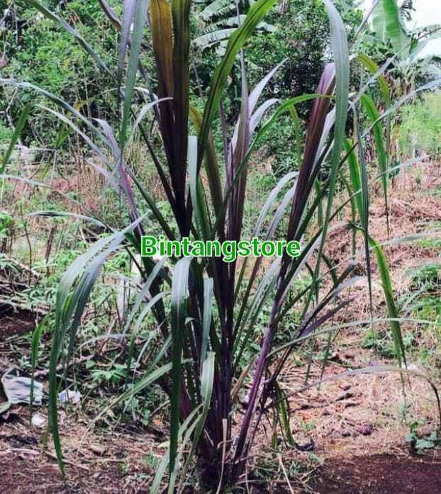 Daun tebu hitam tebu wulung tebu Ireng sgar 250 gram | Lazada Indonesia