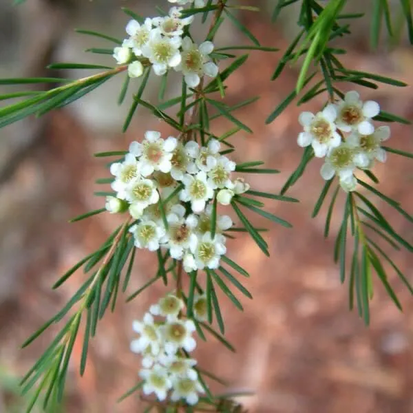 Pokok cucur atap @ corong atap - untuk kelulut dan sesuai dibonsaikan ...