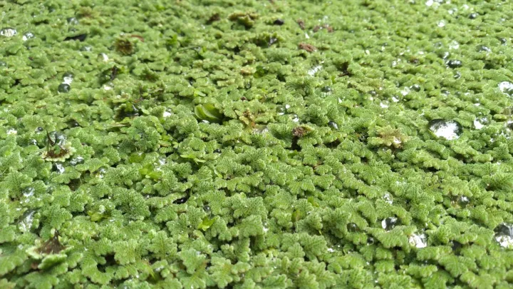 TANAMAN AIR AZOLLA PINNATA 1 KG-TANAMAN PAKU AIR-TANAMAN APU APU ...