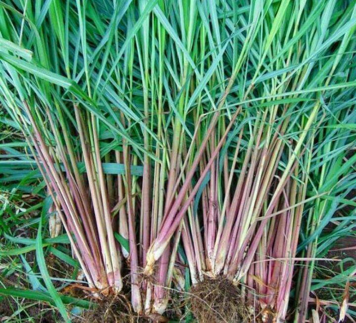 Serai Merah harga per/ batang Bibit tanaman herbal | Lazada Indonesia