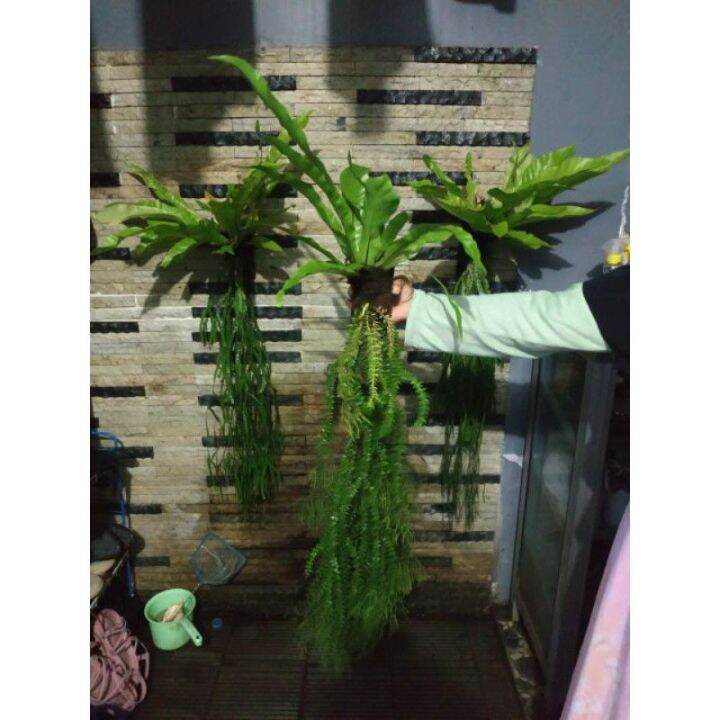 paket tanaman kadaka dan kumpai dijual seperti di gambar | Lazada Indonesia