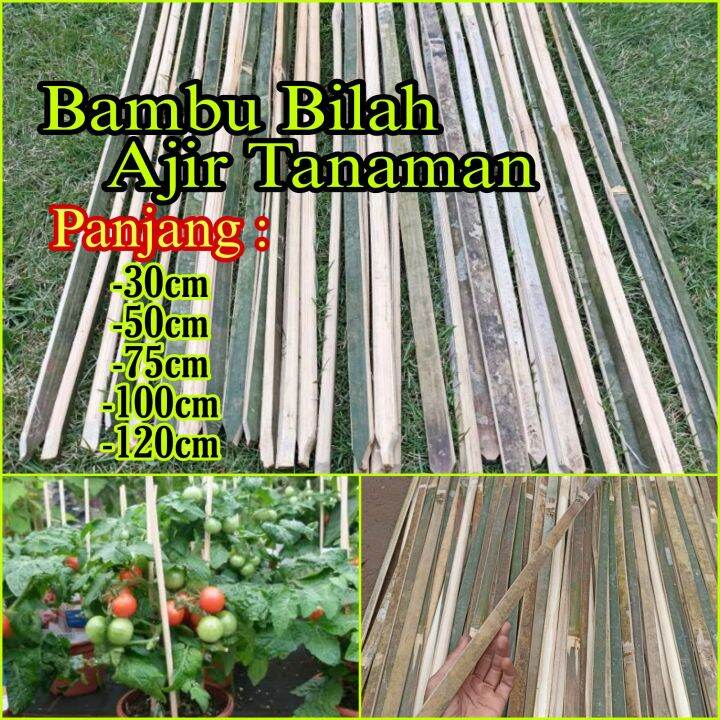 10 Batang Bambu Bilah 120cm Turus Ajir Tanaman Potongan Belahan Bambu ...
