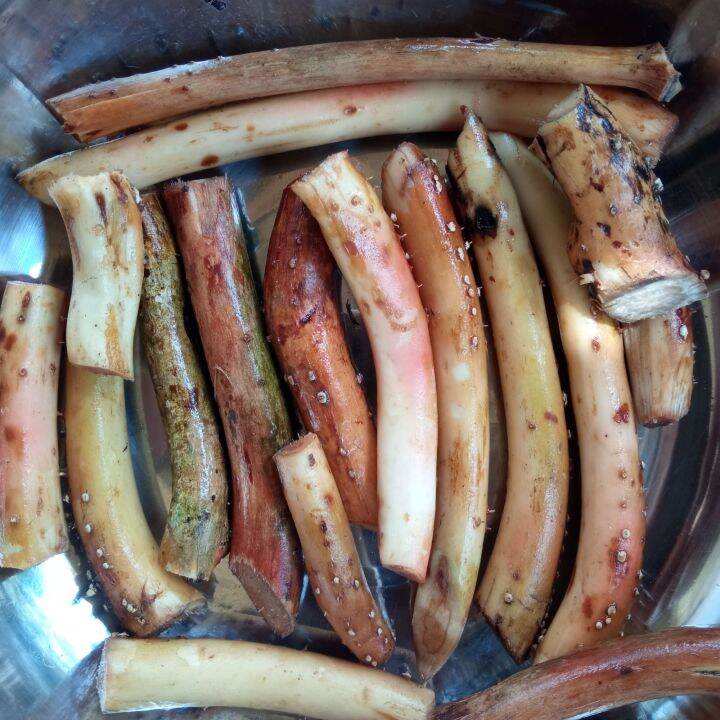 AKAR POHON PINANG MUDA | Lazada Indonesia