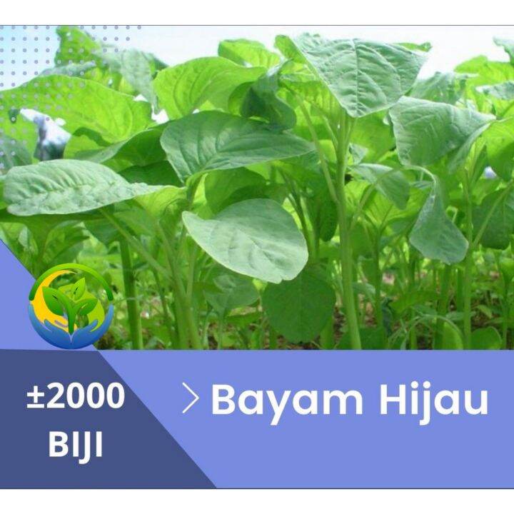 Biji Benih Bayam Hijau Siap Tanam Biji Bayam Hijau Repack | Lazada ...