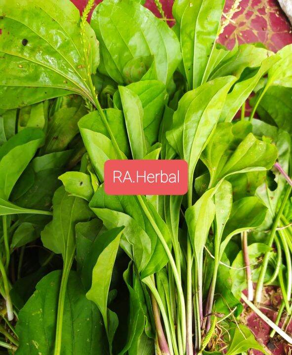 daun sendok ki urat obat herbal pres 600 gram | Lazada Indonesia