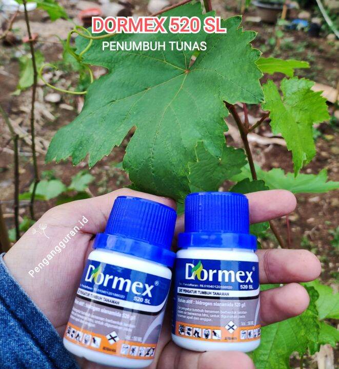 DORMEX ORIGINAL 520 SL HIDROGEN SIANAMIDA HYDROGEN CYANAMIDE | Lazada Indonesia