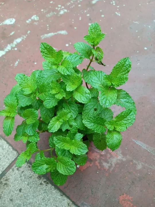 Peppermint | Lazada PH