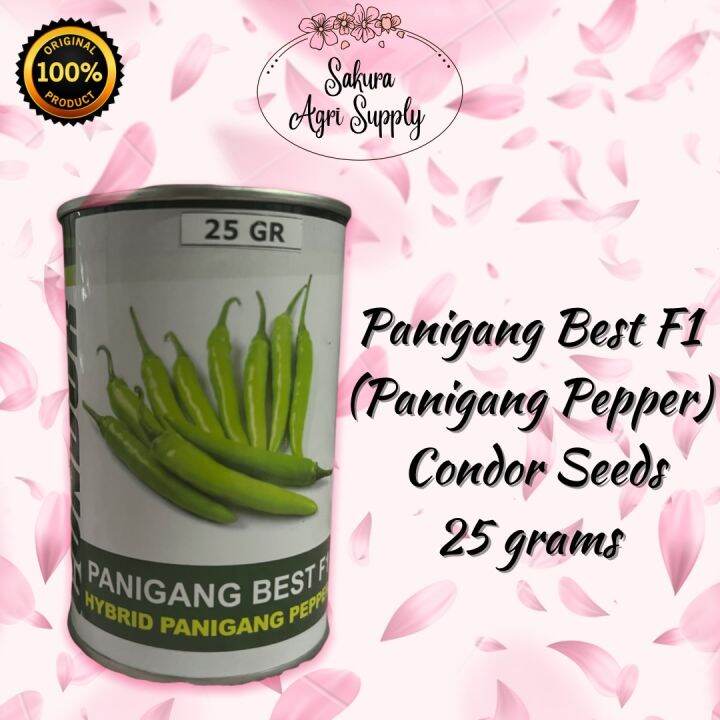 CONDOR PANIGANG BEST F1 HYBRID PANIGANG PEPPER /SILING PANIGANG SEEDS ...