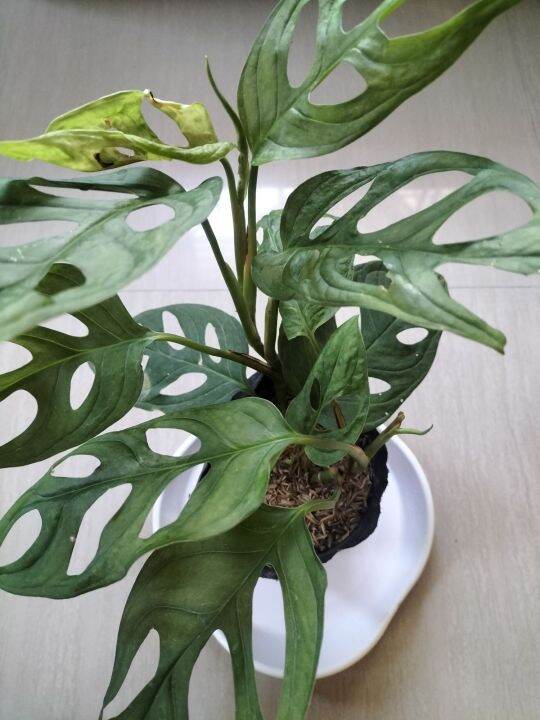Monstera Adansonii rooted and stable indoor outdoor plants | Lazada PH