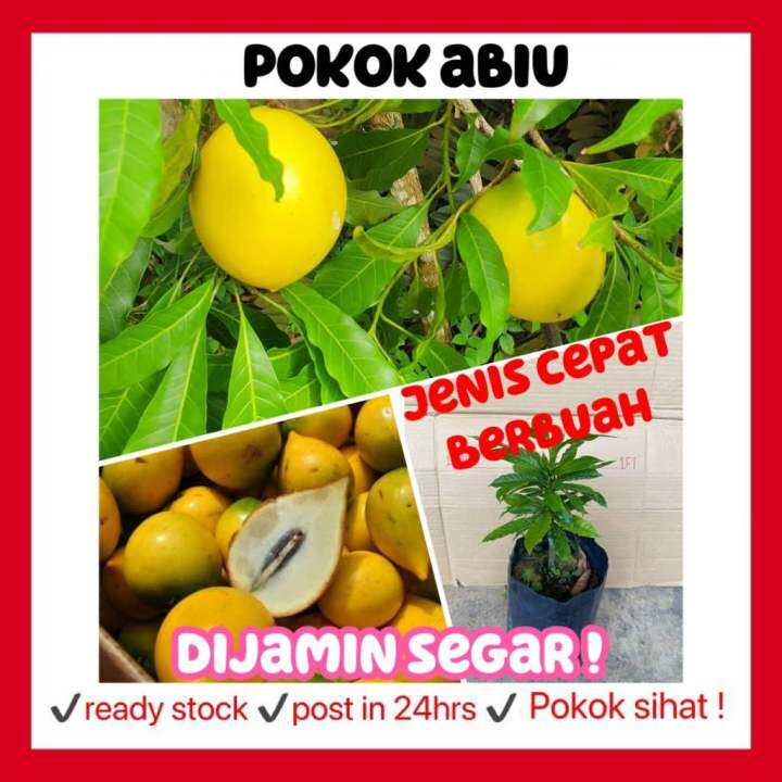 RINA • pokok abiu • pouteria caimito tropical fruit buah buahan fruit sapling fruits Lalang ...