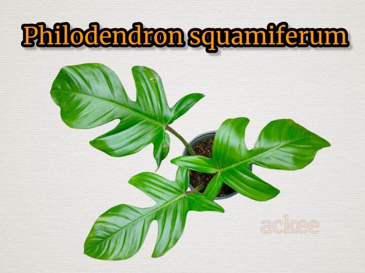 squamiferum (actual pic) | Lazada PH