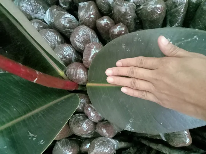 ficus elastica burgundy matured stem cuttings no roots yet | Lazada PH