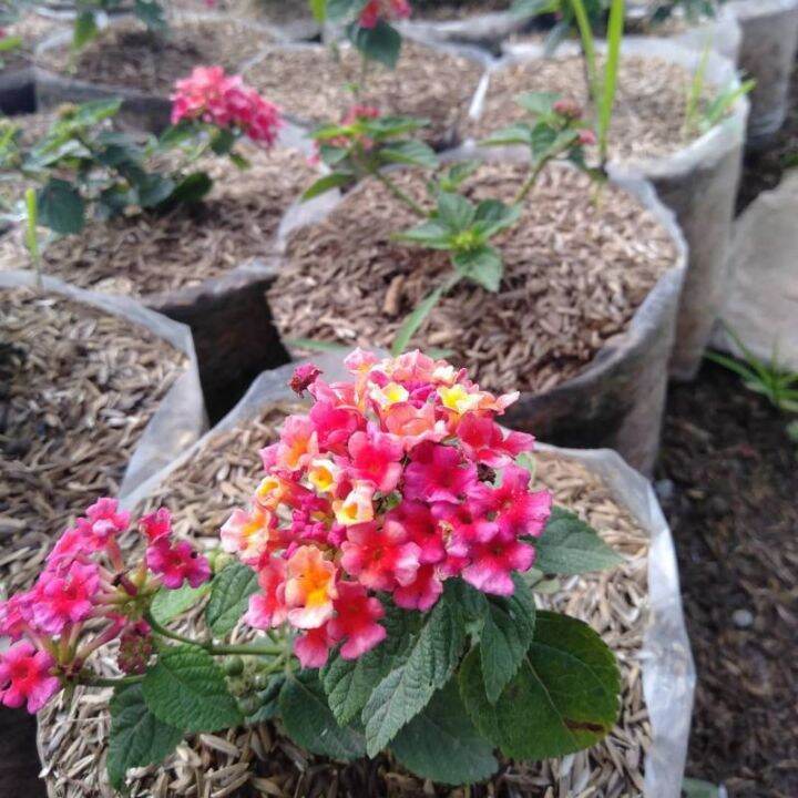 Pohon Lantana / Tembelek / Tembelekan | Lazada Indonesia